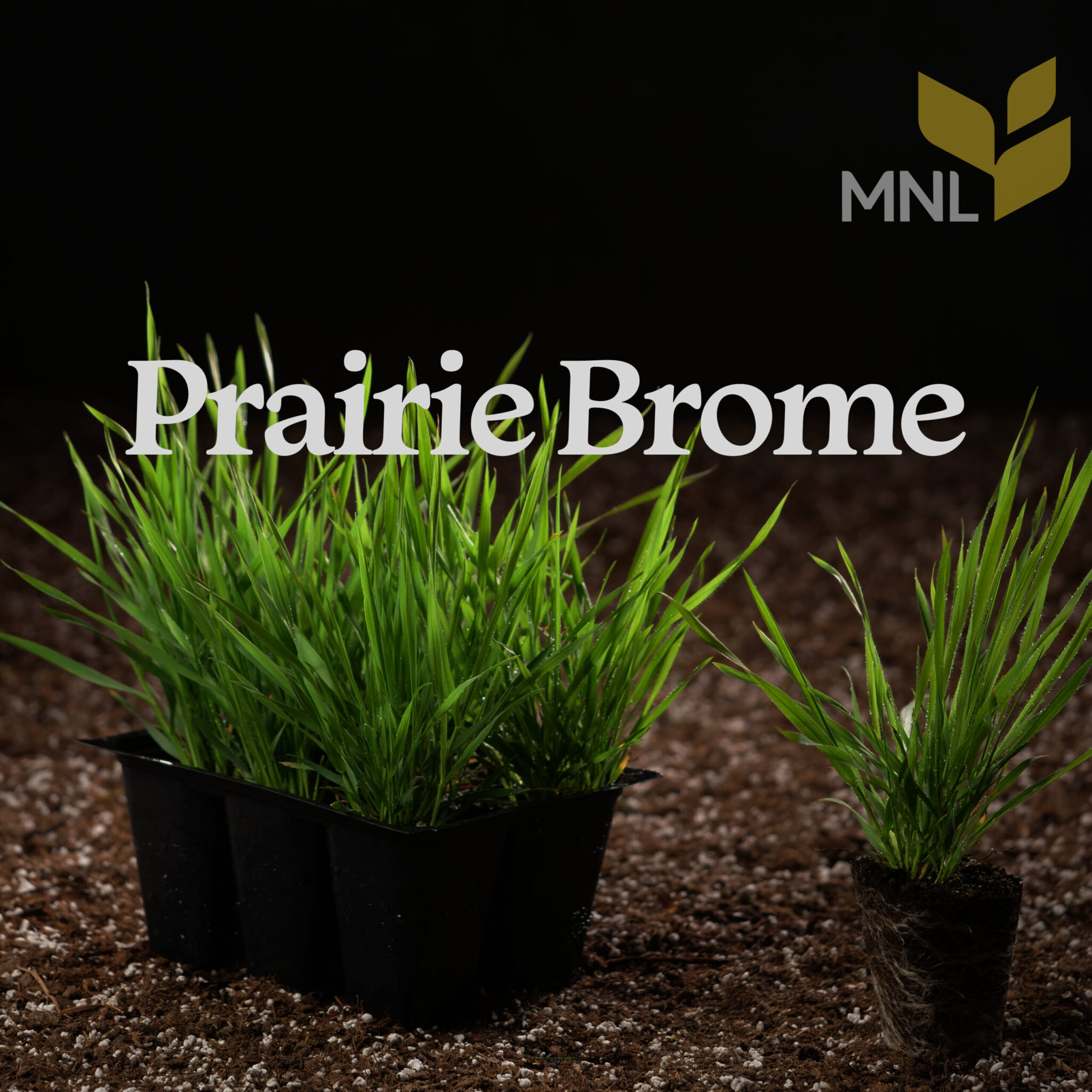 Prairie Brome (Bromus kalmii) Six-Pack Plugs – Native Grass for Dry to ...