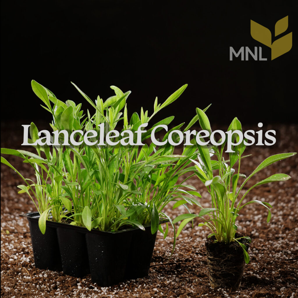 Lance-leaf Coreopsis (Coreopsis lanceolata) Six-Pack Plugs | Native ...