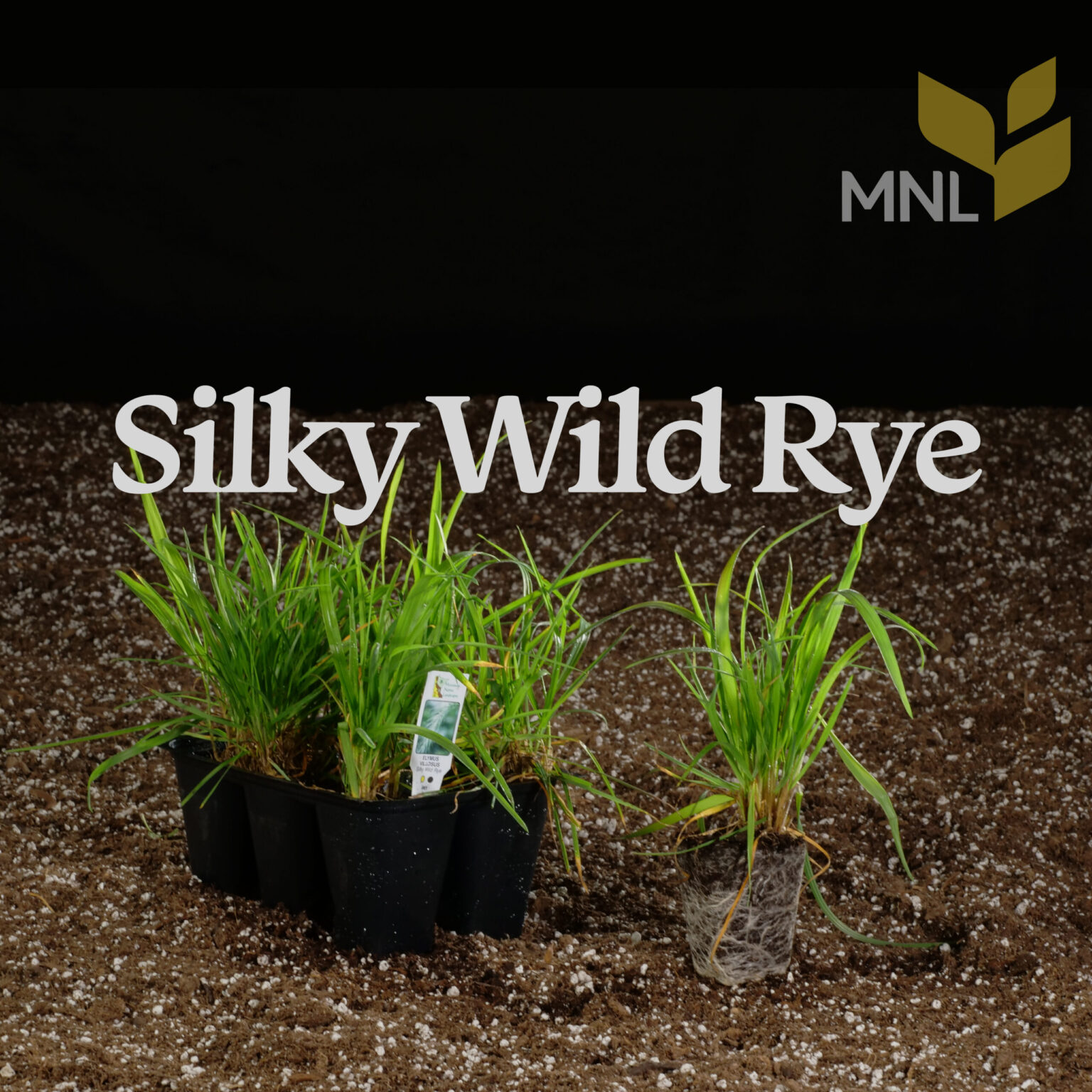 Silky Wild Rye (Elymus villosus) | Native Grass for Shade and Woodland ...