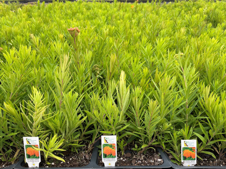 MNL | Wholesale Seed Mixes and Plants