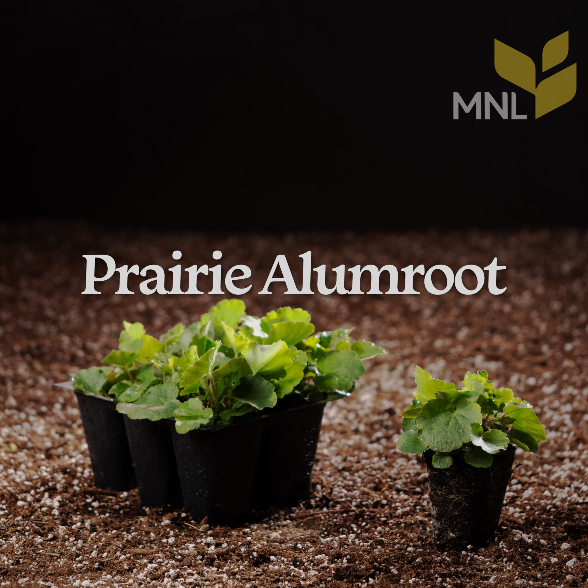 Prairie Alumroot (Heuchera richardsonii) Six-Pack Plugs – Native ...