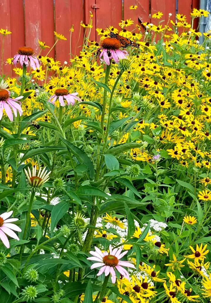 MNL Pollinator Mix – Dry to Mesic