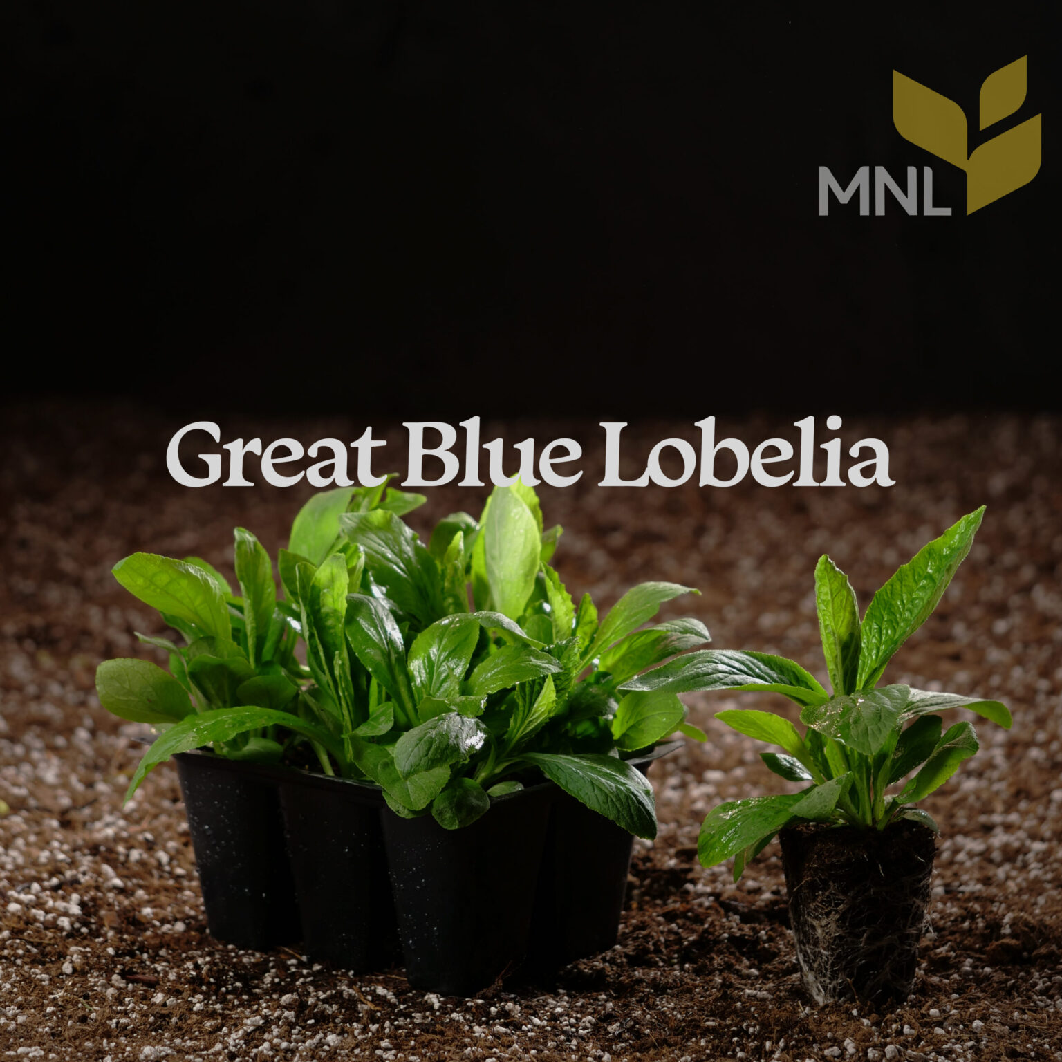 Great Blue Lobelia (Lobelia siphilitica) Six-Pack Plugs | Moisture ...