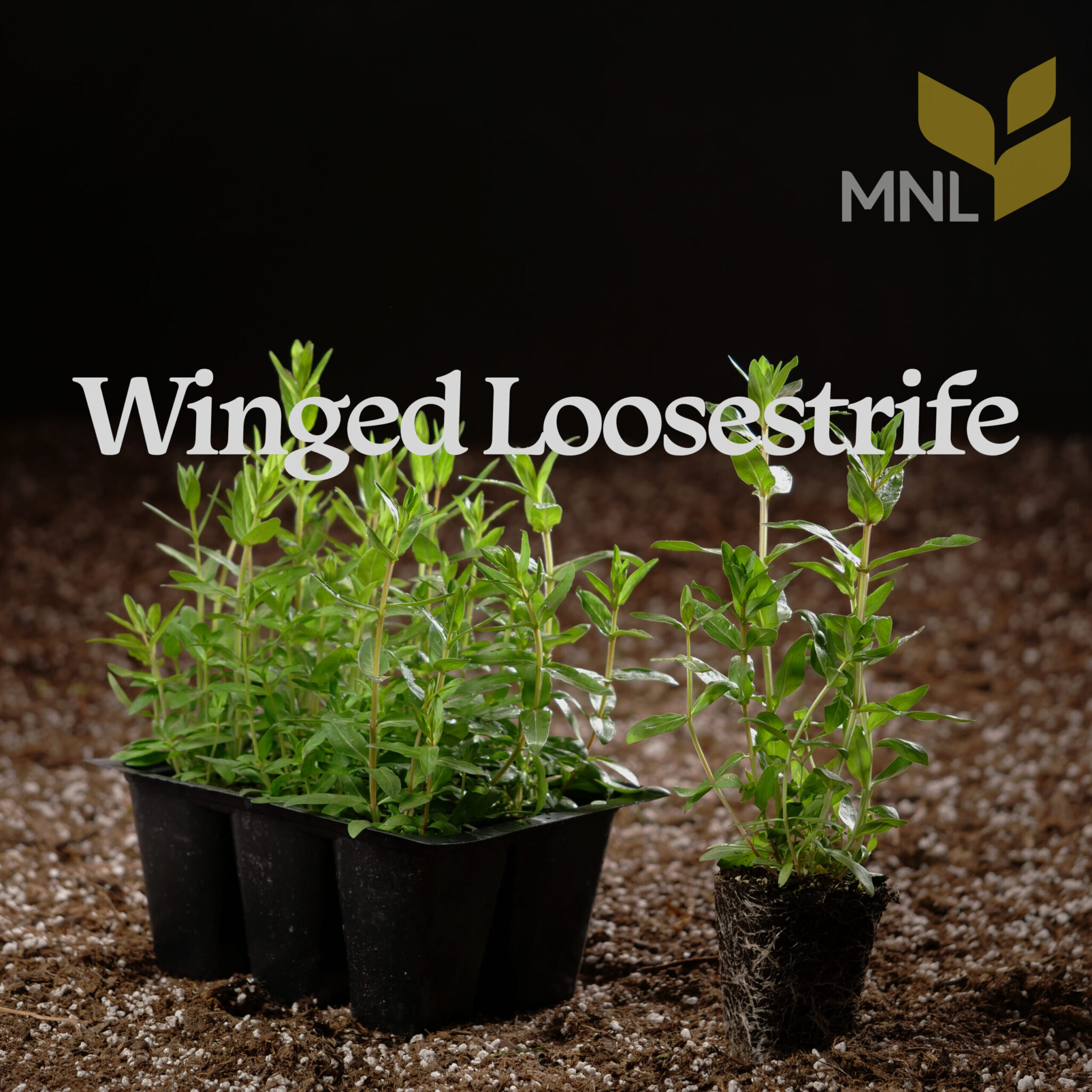 Winged Loosestrife (Lythrum alatum) Six-Pack Plugs – Native Perennial ...