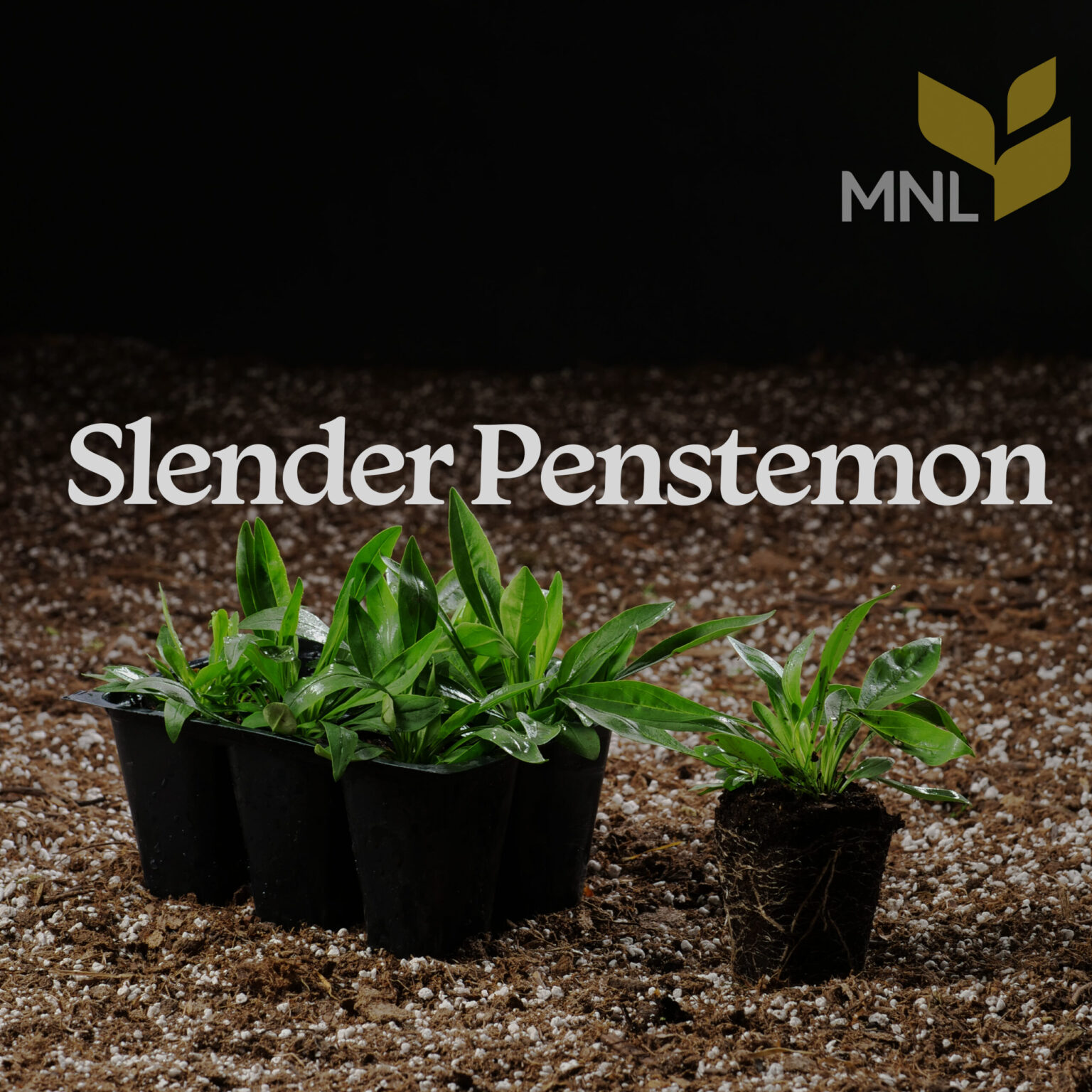 Slender Penstemon (Penstemon gracilis) Six-Pack Plugs – Native ...