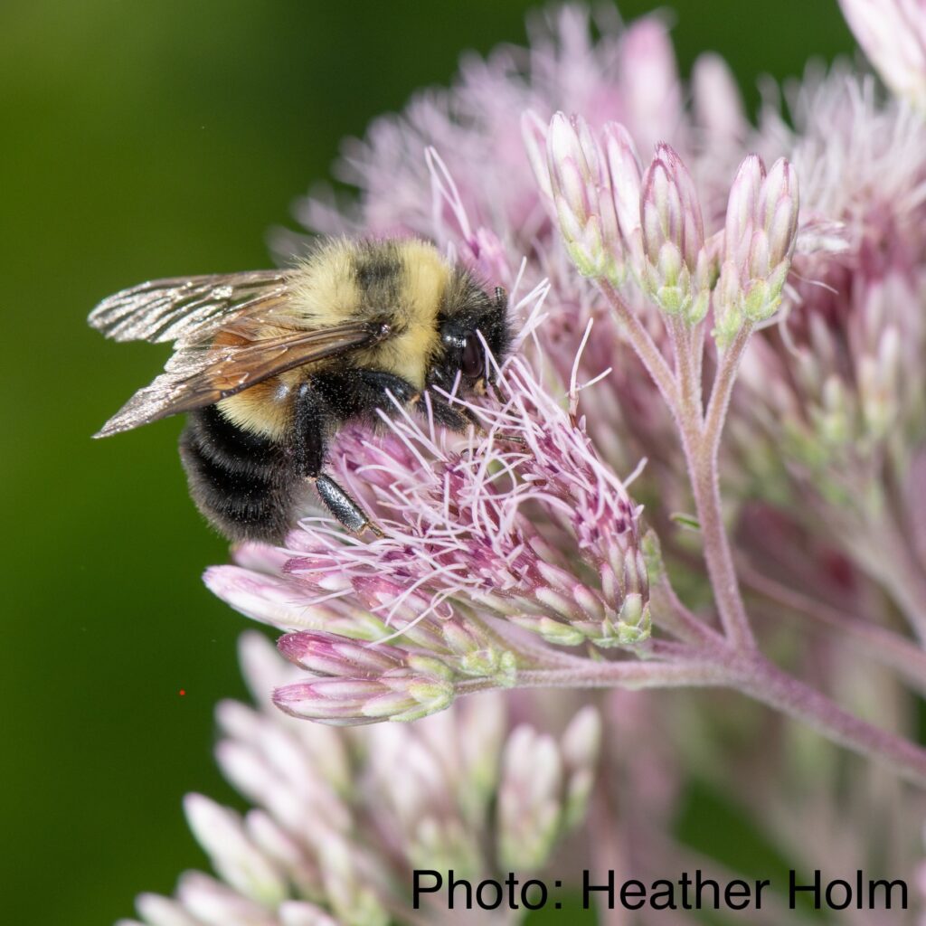 MNL Rusty Patched Bumble Bee Mix