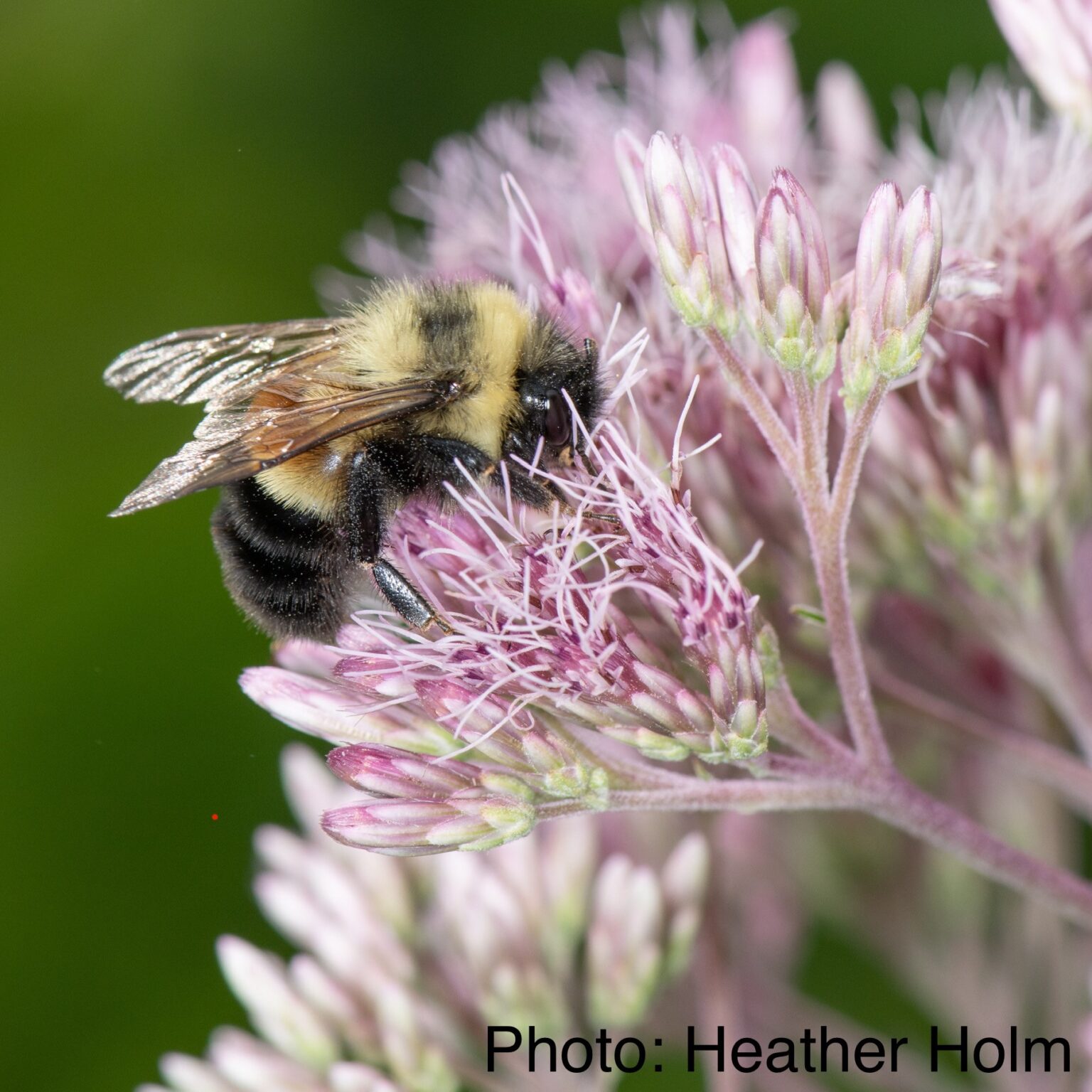 MNL Rusty Patched Bumble Bee Mix
