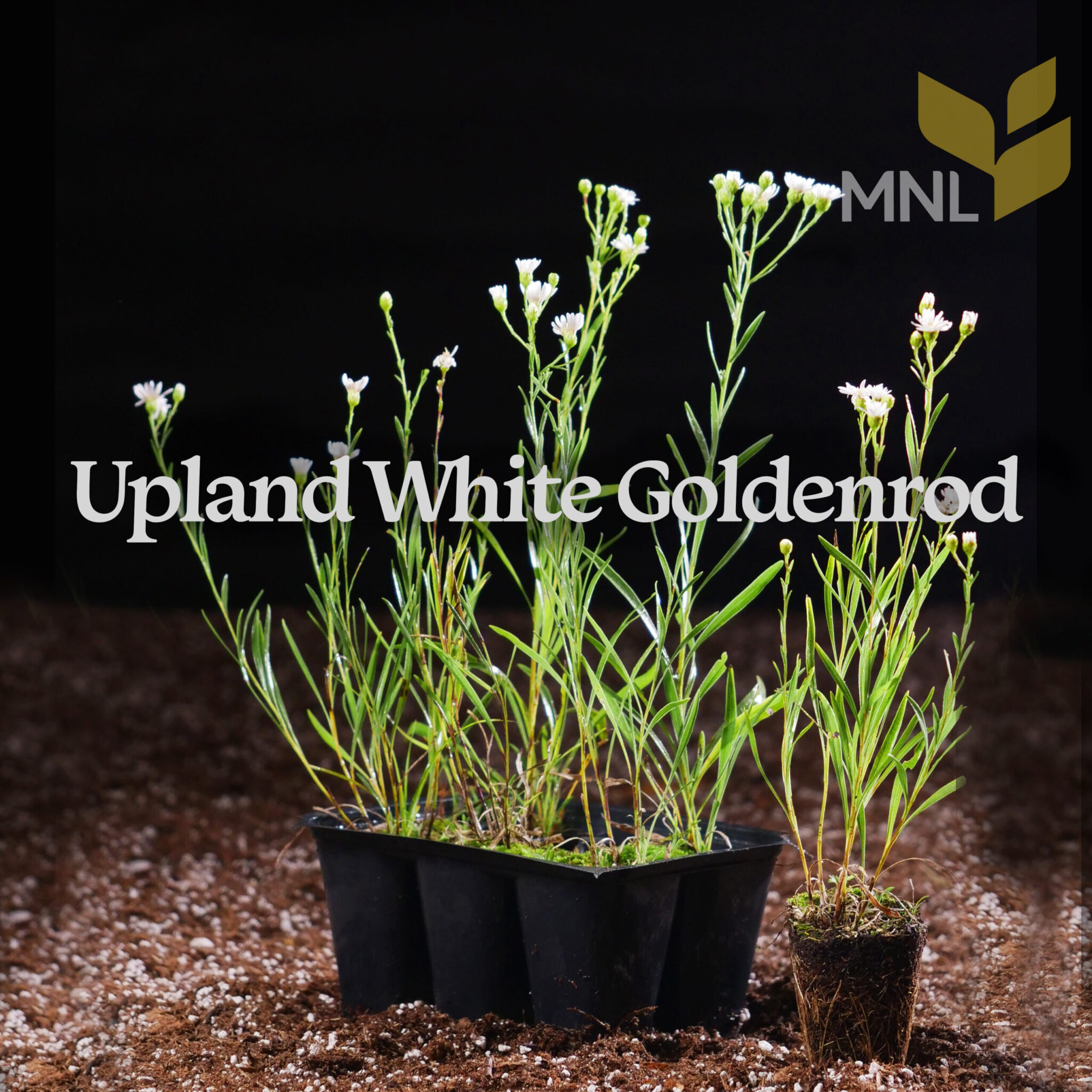 Upland White Goldenrod (Solidago ptarmicoides) | Native Wildflower for ...