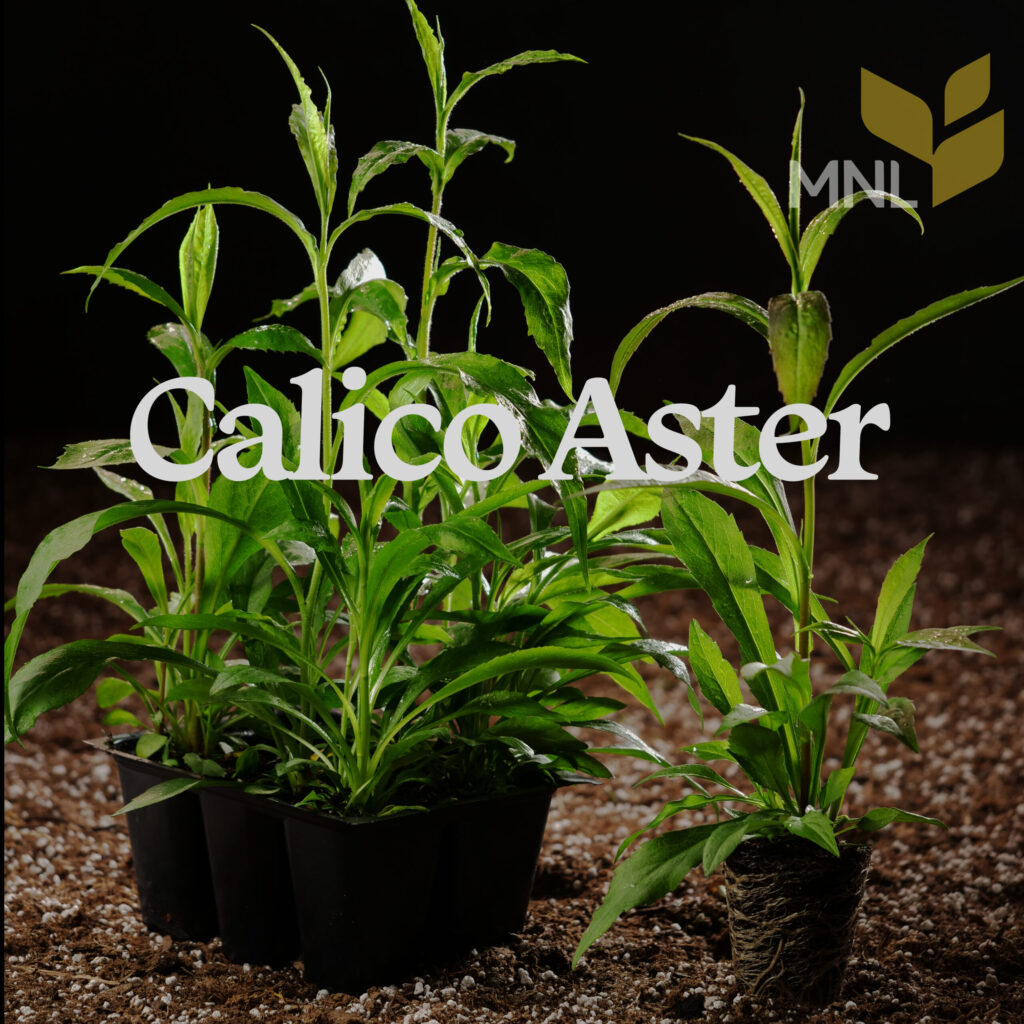 Calico Aster (Symphyotrichum lateriflorum) – Native Perennial for ...