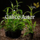 Calico Aster (Symphyotrichum lateriflorum) – Native Perennial for ...