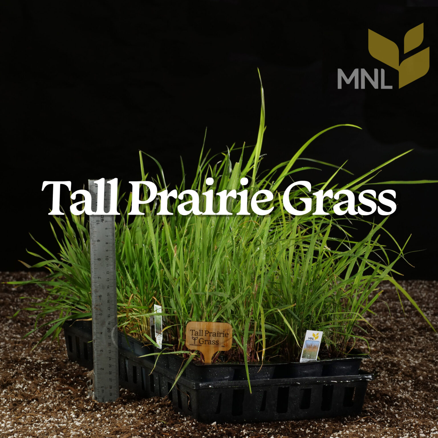 Tall Prairie Grass Kit – Native Grasses for Erosion Control and ...
