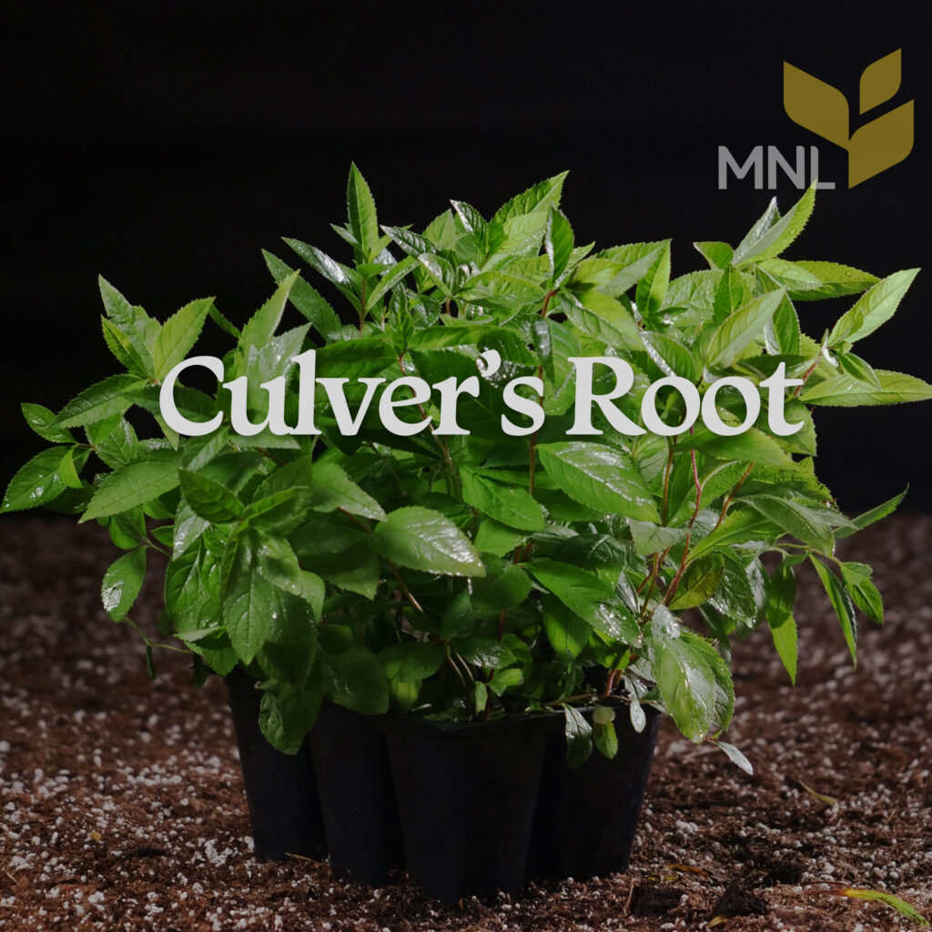 Culver’s Root (Veronicastrum virginicum) Six-Pack Plugs | Native ...
