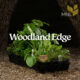 Woodland Edge Kit – Native Plants for Shaded Borders and Wildlife Habitat