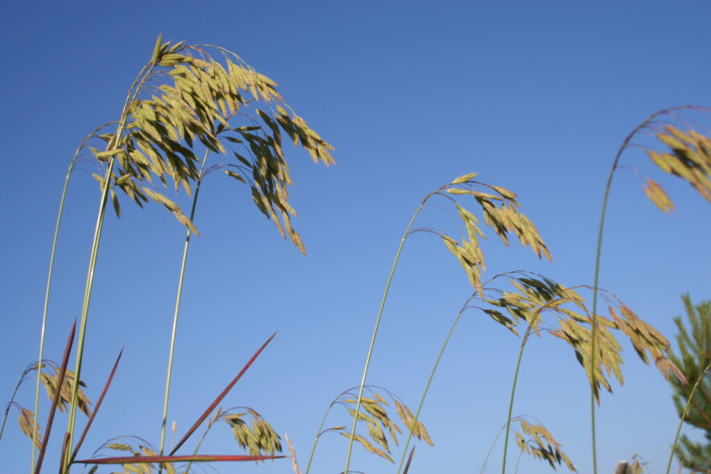 Prairie Brome (Bromus kalmii) | Native Perennial Grass for Prairie ...