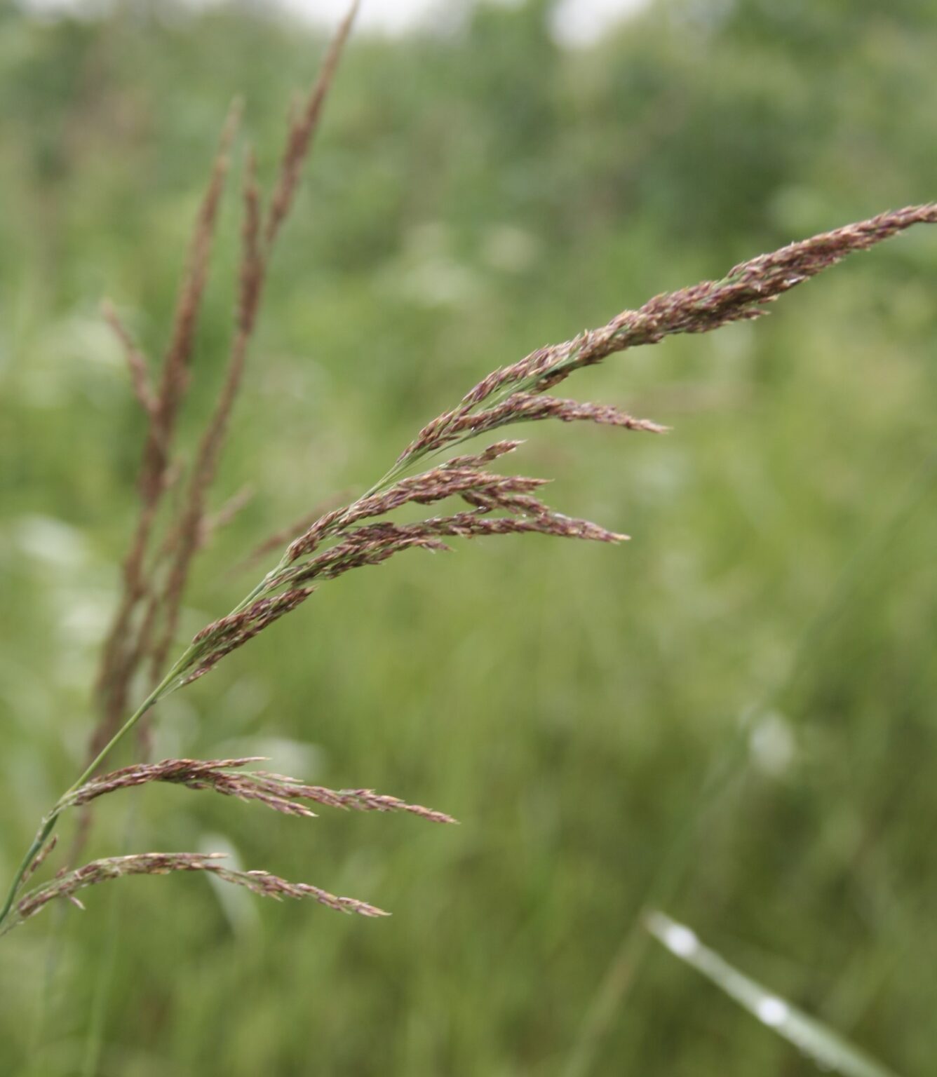 Blue-joint Grass (Calamagrostis canadensis) – Native Grass for Wetland ...
