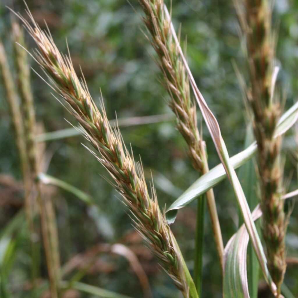 Virginia Wild Rye (Elymus virginicus) | Native Grass for Erosion ...