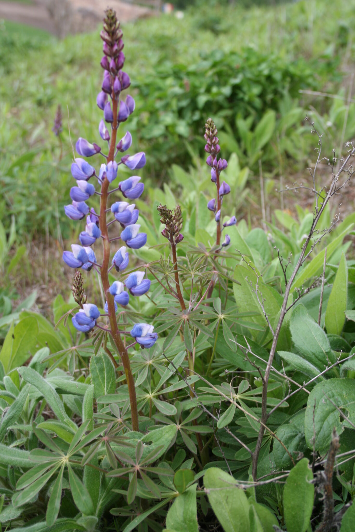 Wild Lupine (Lupinus perennis) | Native Wildflower for Dry Soils and ...
