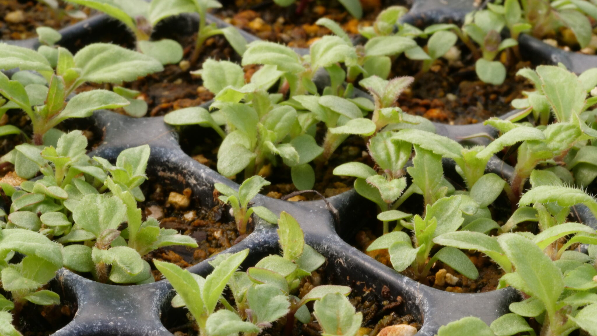 Sweet Joe-Pye Weed (Eutrochium purpureum) Six-Pack Plugs – Native ...