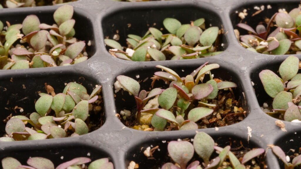 Smooth Penstemon (Penstemon digitalis) | Native Wildflower for ...