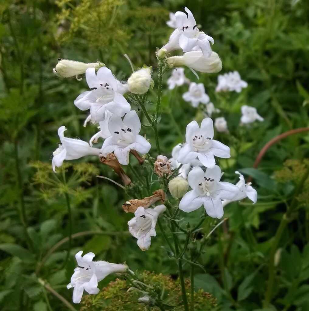 Smooth Penstemon (Penstemon digitalis) | Native Wildflower for ...