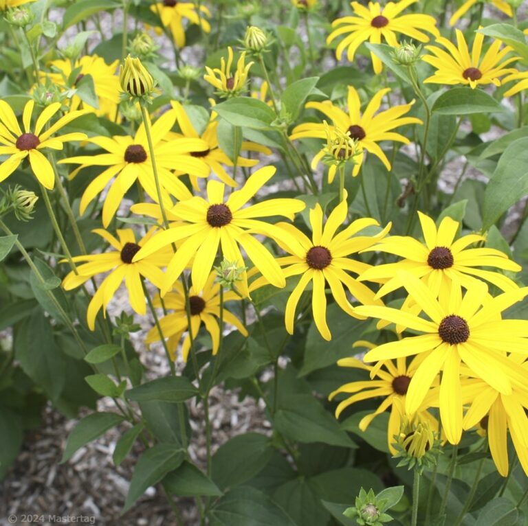 Sweet Black-eyed Susan (Rudbeckia subtomentosa) | Native Wildflower for ...