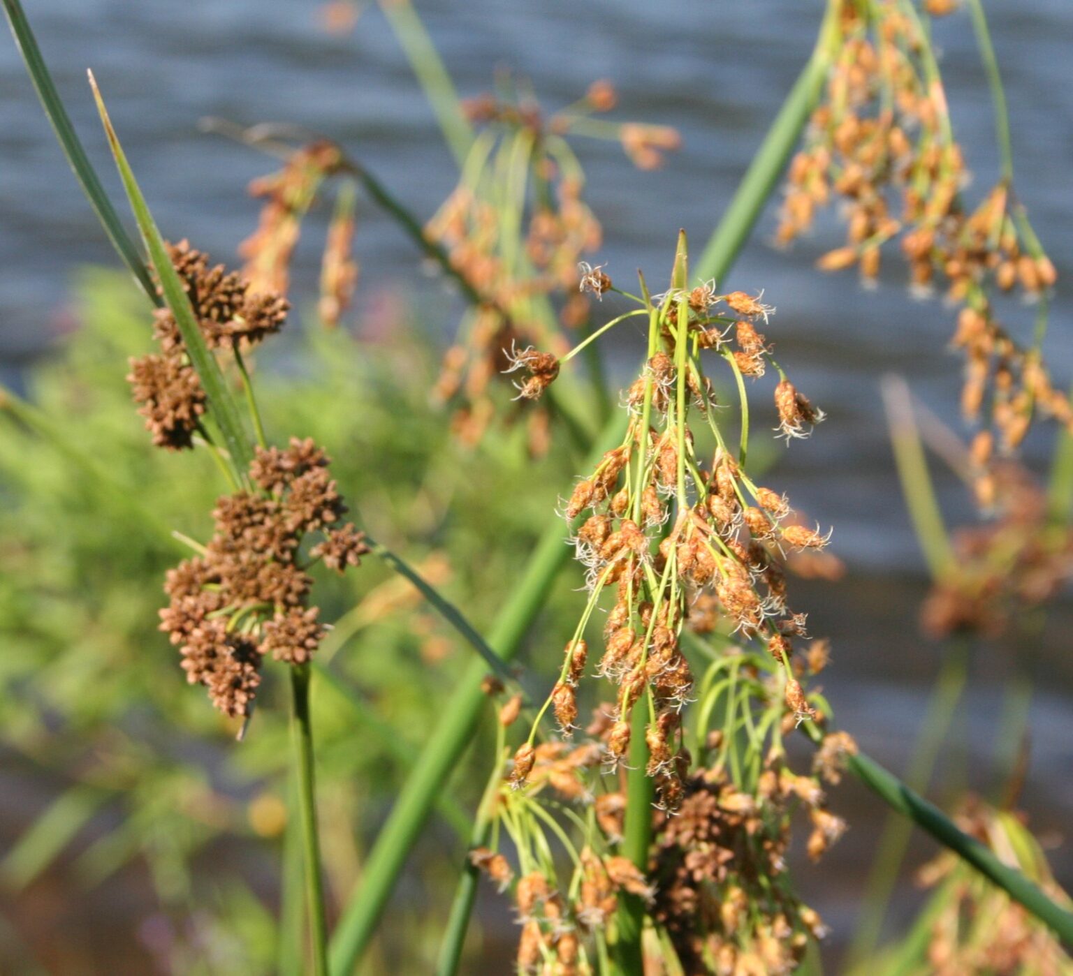 Softstem Bulrush (Schoenoplectus tabernaemontani) Six-Pack Plugs ...