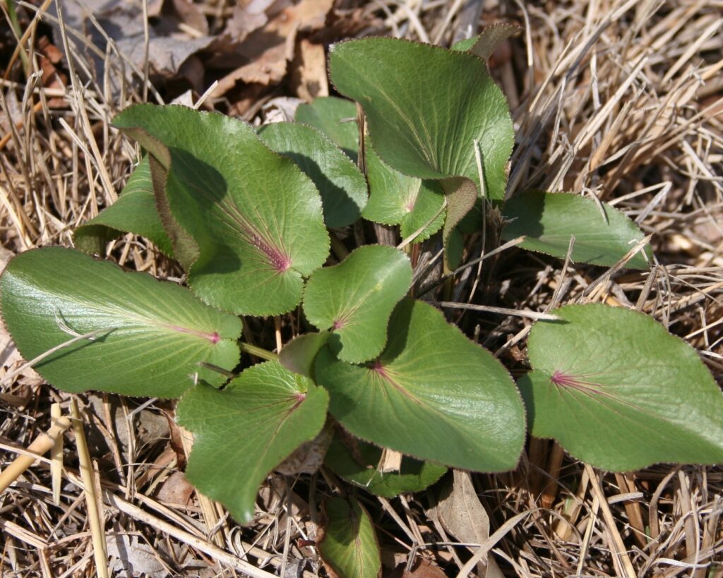Heart-leaf Golden Alexanders (Zizia aptera) – Native Wildflower for ...