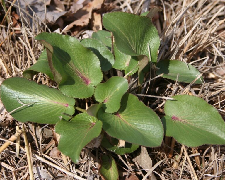 Heart-leaf Golden Alexanders (Zizia aptera) Six-Pack Plugs | Native ...