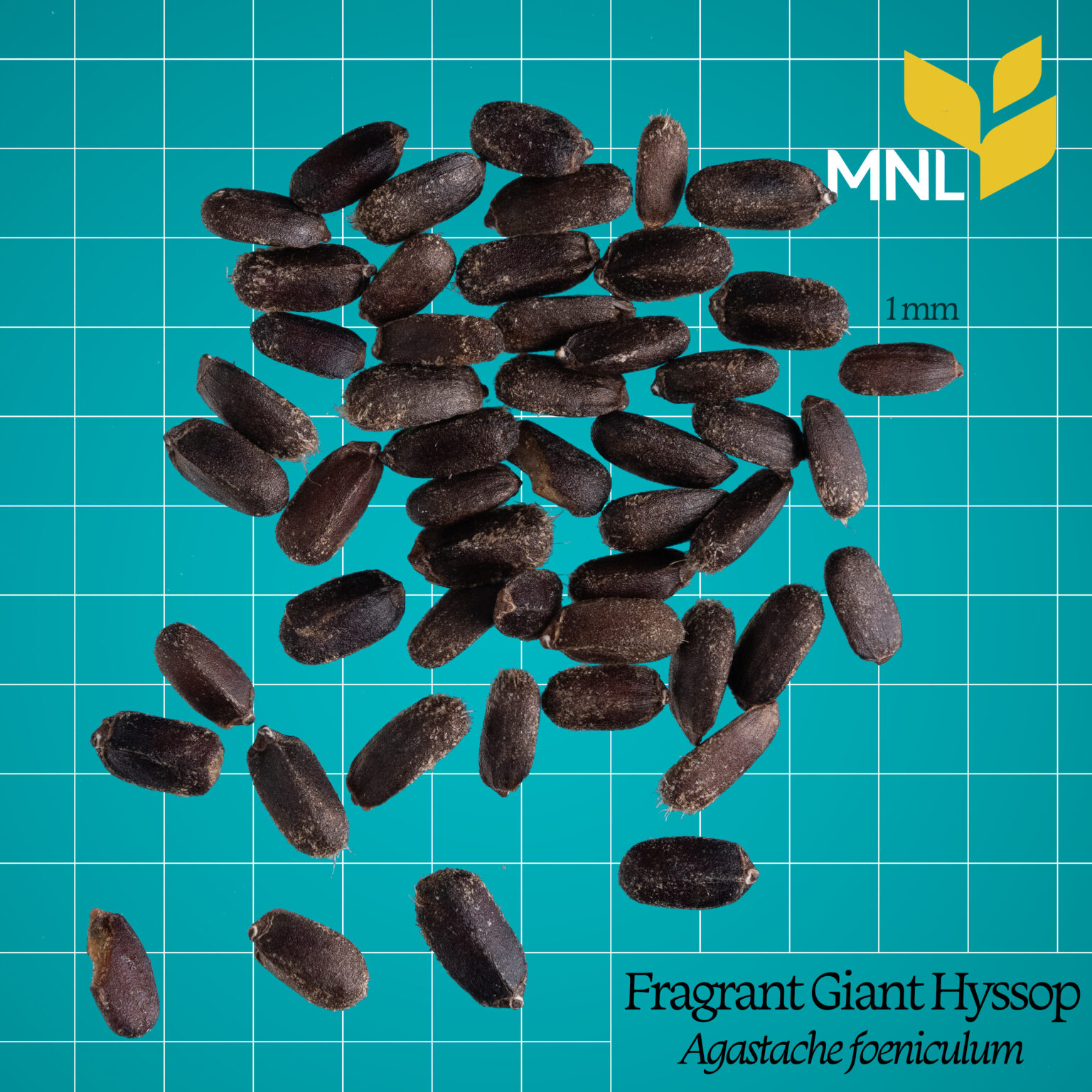 Fragrant Giant Hyssop (Agastache foeniculum) Six-Pack | Aromatic Native Perennial