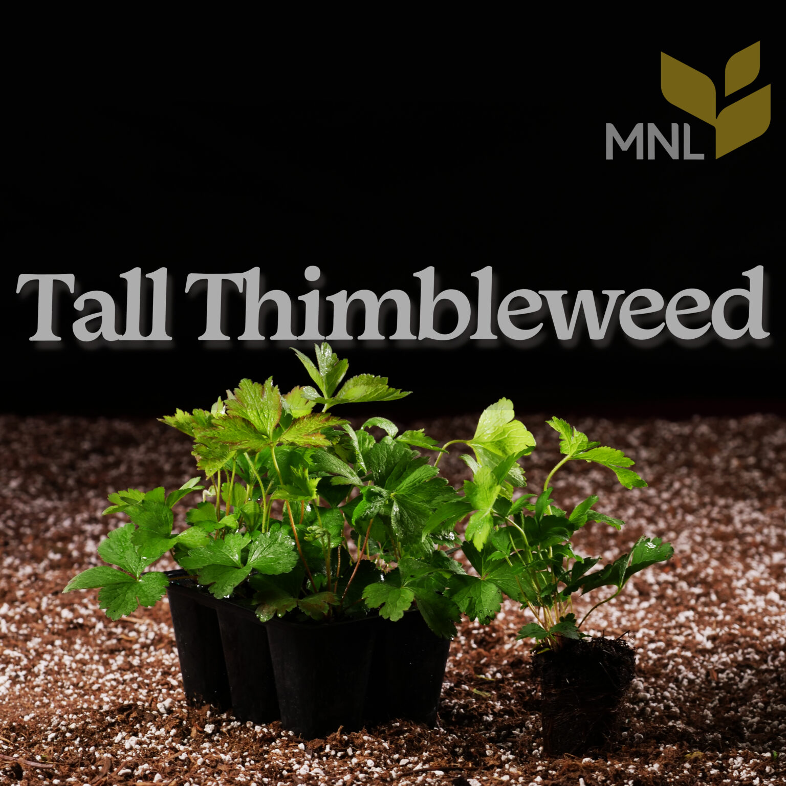 Tall Thimbleweed (Anemone virginiana) Six-Pack Plugs – Resilient Native ...