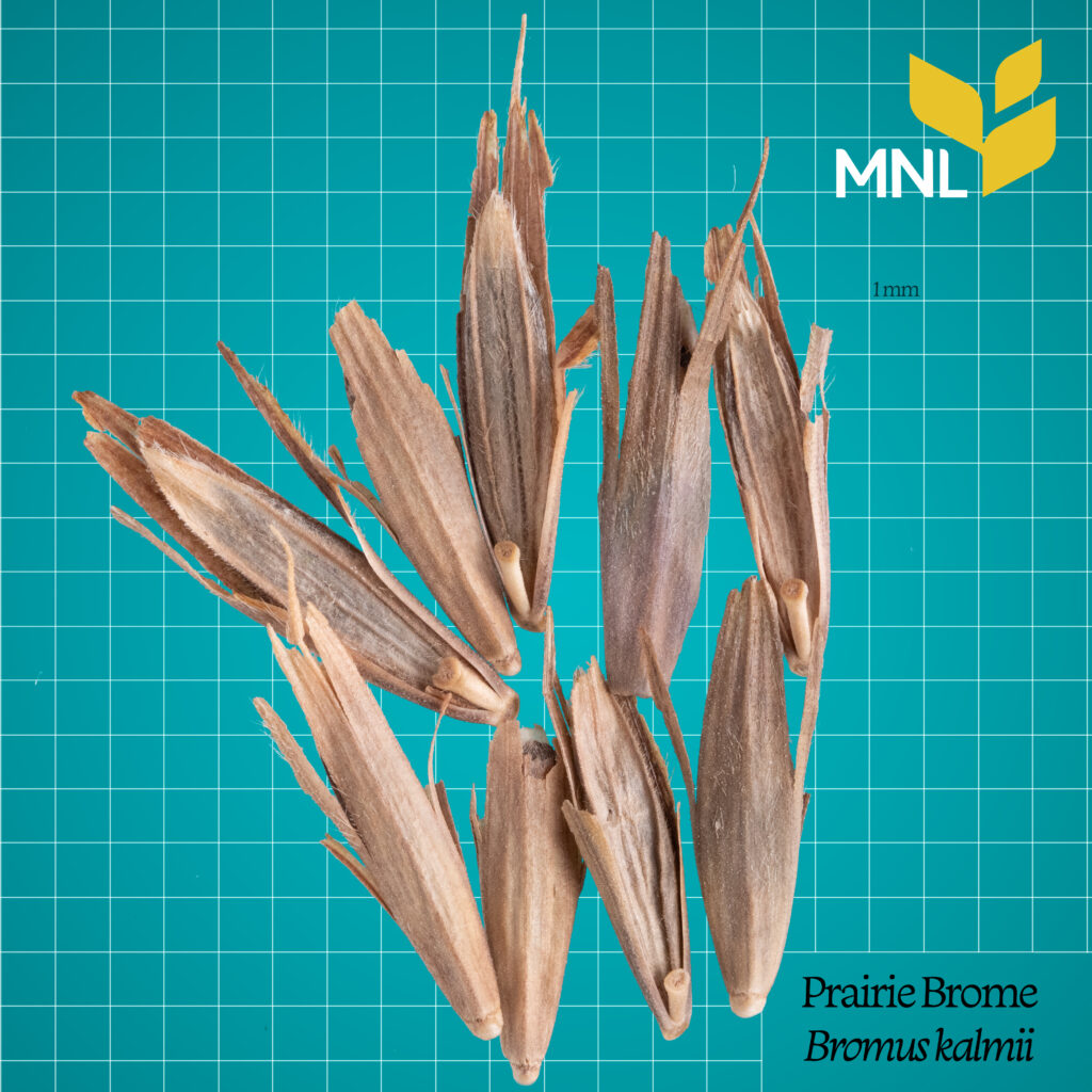 Prairie Brome (Bromus kalmii) Six-Pack Plugs – Native Grass for Dry to ...
