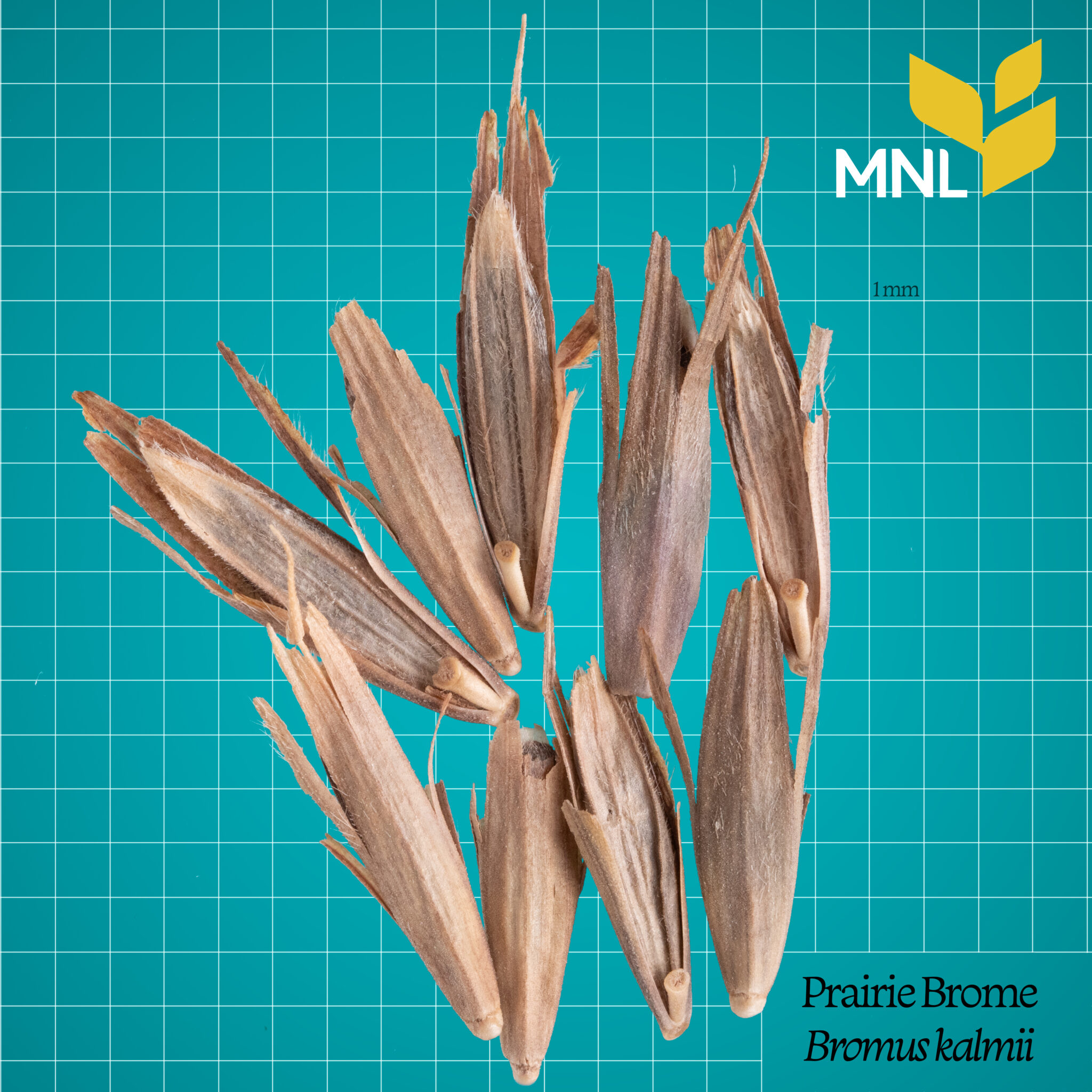 Prairie Brome (Bromus kalmii) Six-Pack Plugs – Native Grass for Dry to ...