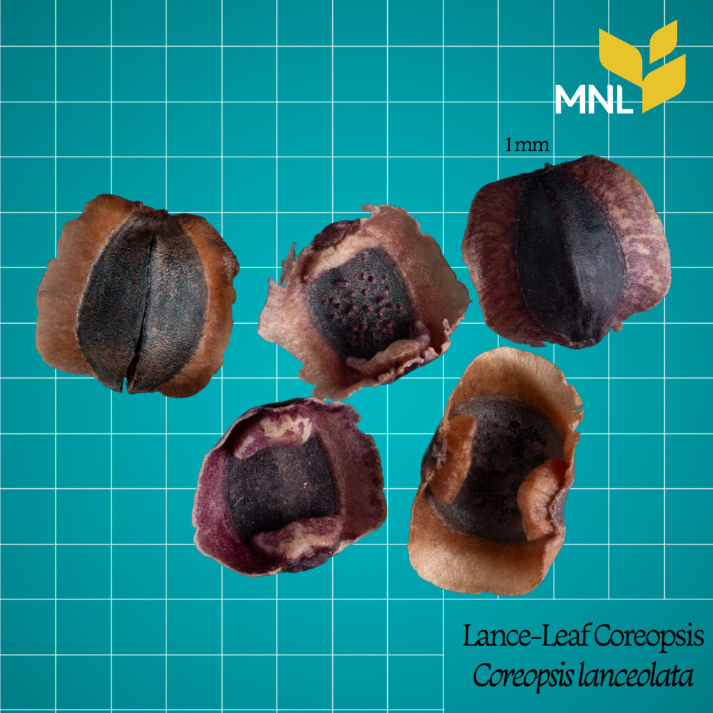 Lance-leaf Coreopsis (Coreopsis lanceolata) Six-Pack Plugs | Native ...