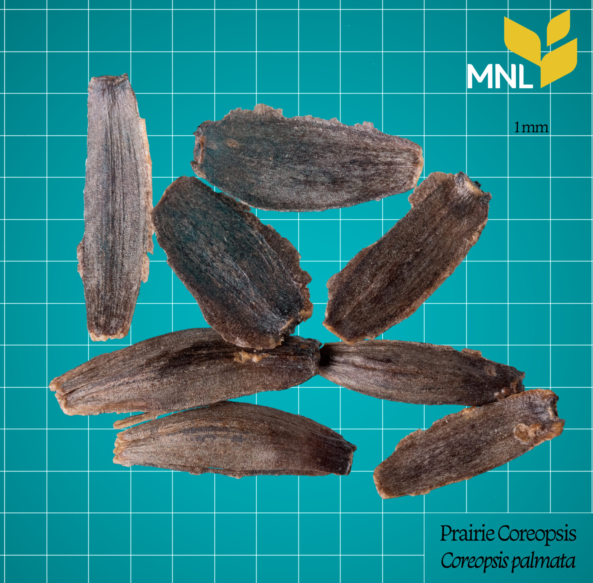 Prairie Coreopsis (Coreopsis palmata) Six-Pack Plugs – Native Perennial ...