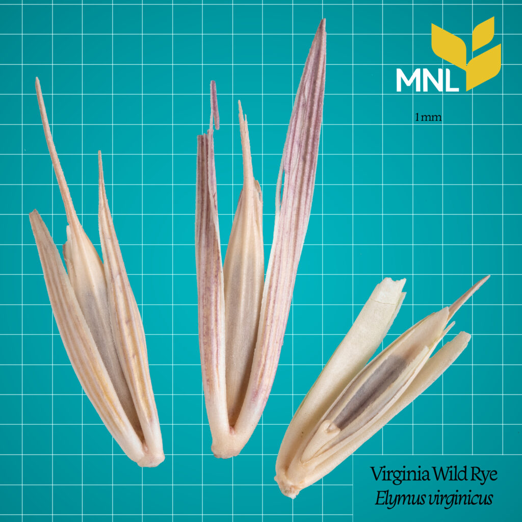 Virginia Wild Rye (Elymus virginicus) Six-Pack Plugs – Native Grass for ...