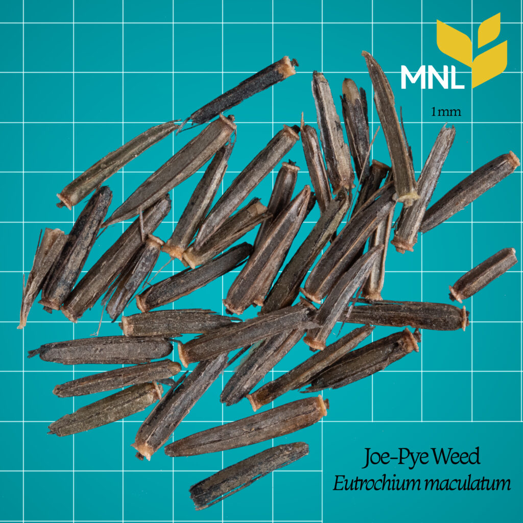 Joe-pye Weed (Eutrochium maculatum) Six-Pack Plugs | Native Wildflower ...