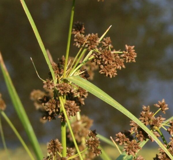 Green Bulrush (Scirpus atrovirens) Six-Pack Plugs | Moisture-Loving ...