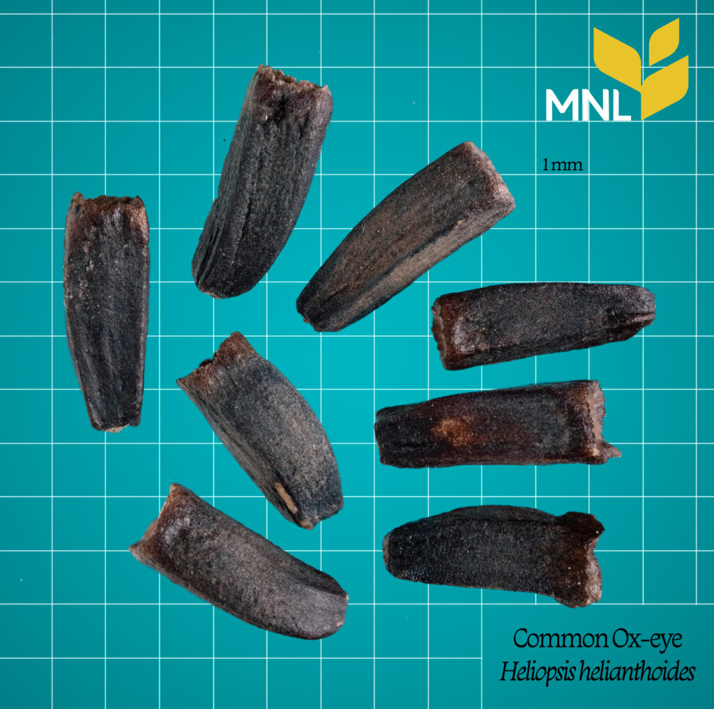 Common Ox-eye (Heliopsis helianthoides) Six-Pack Plugs | Native ...