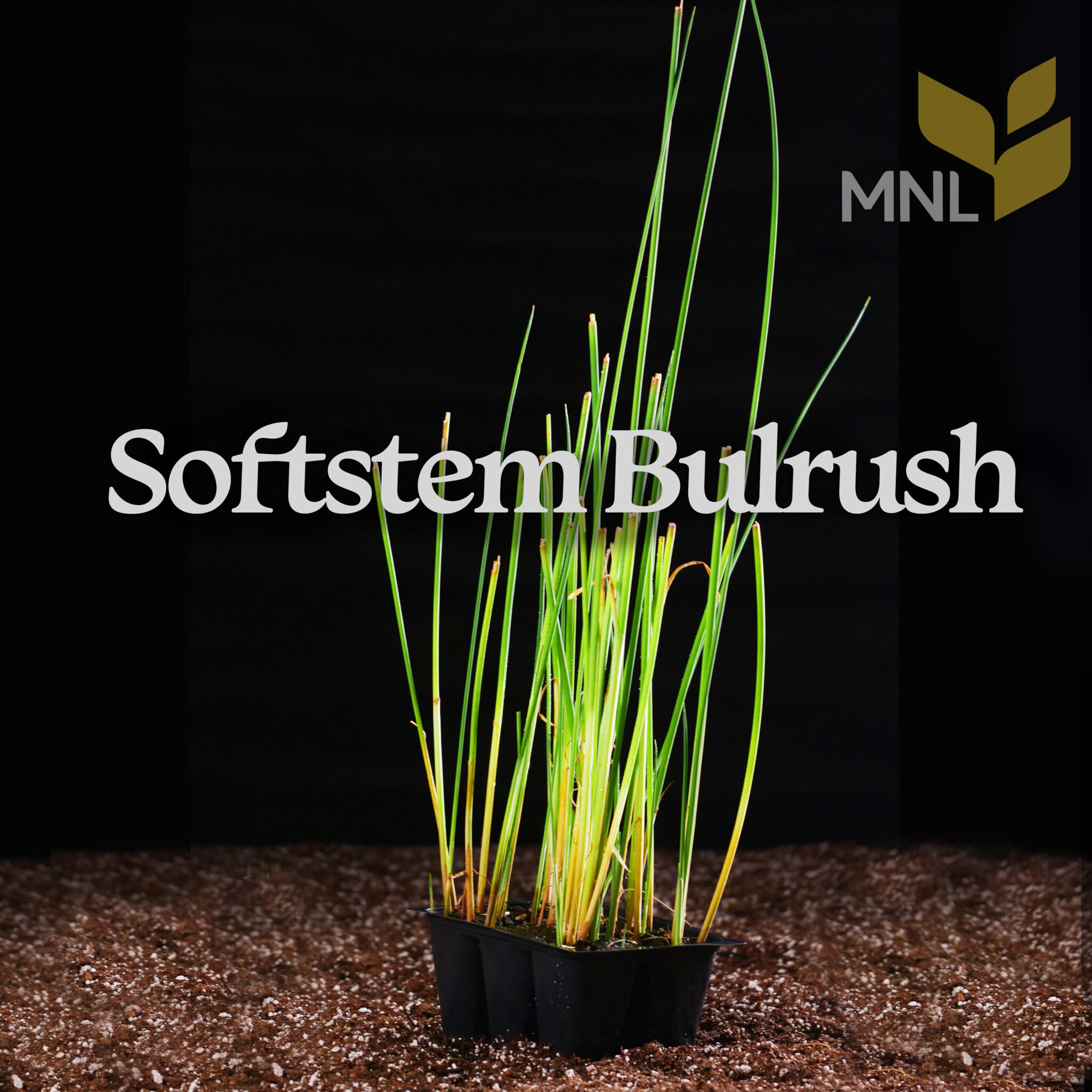 Softstem Bulrush (Schoenoplectus tabernaemontani) Six-Pack Plugs – Native Aquatic Perennial for ...