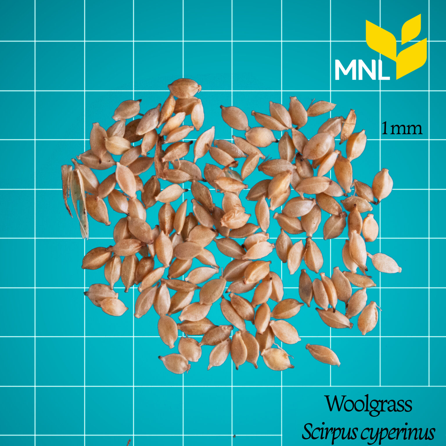 Woolgrass (Scirpus cyperinus) Six-Pack Plugs – Native Sedge for ...