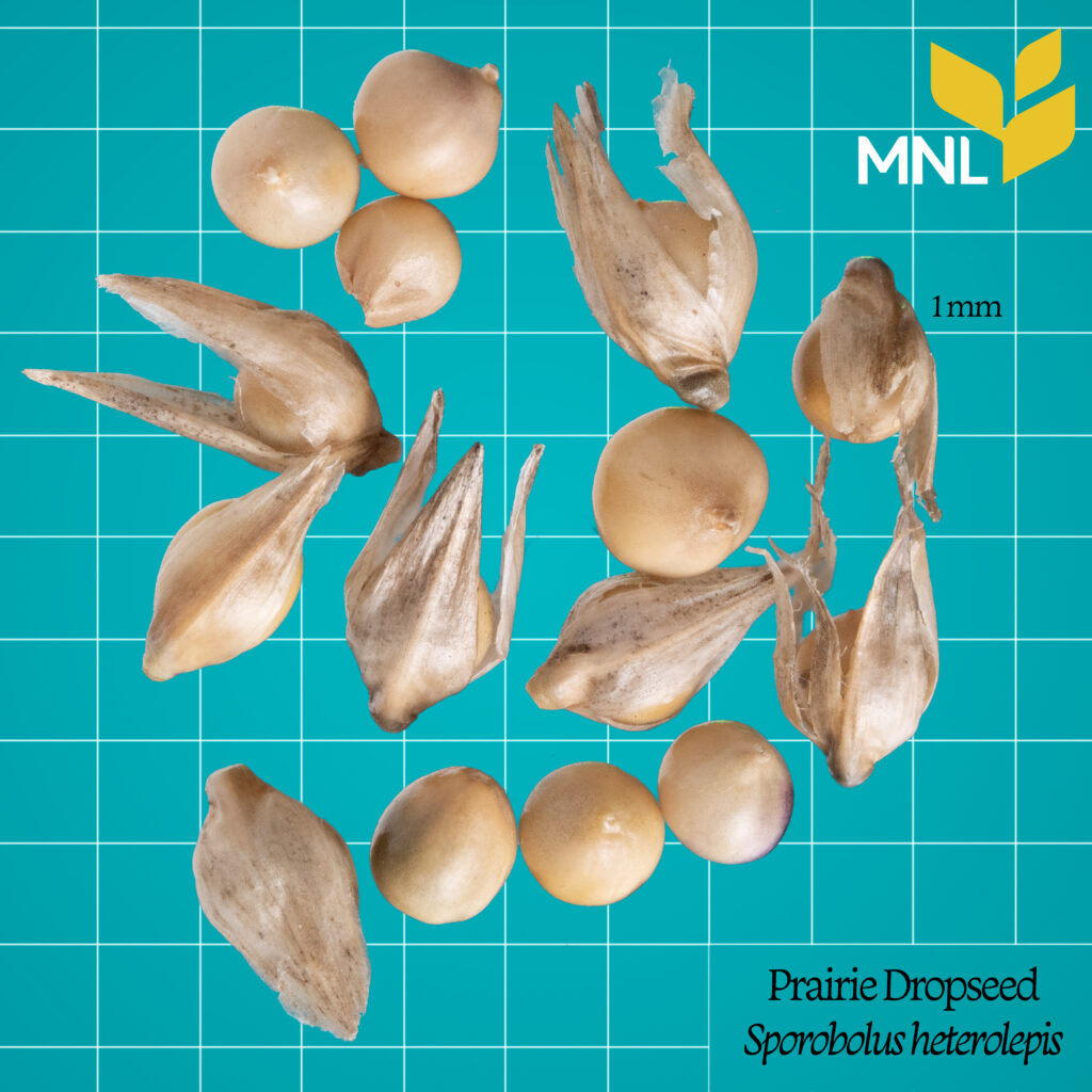 Prairie Dropseed (Sporobolus heterolepis) Six-Pack Plugs – Native ...