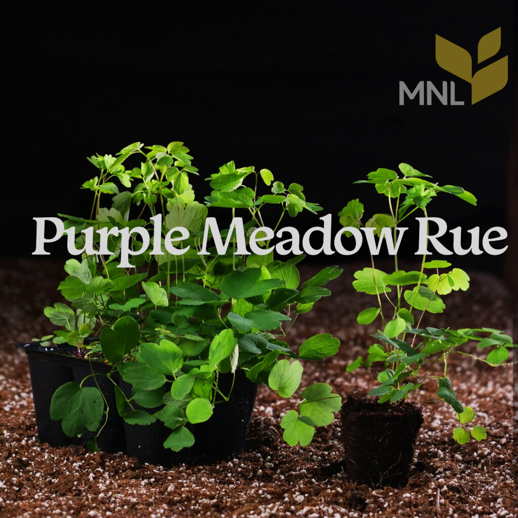Purple Meadow Rue (Thalictrum dasycarpum) Six-Pack Plugs – Native ...