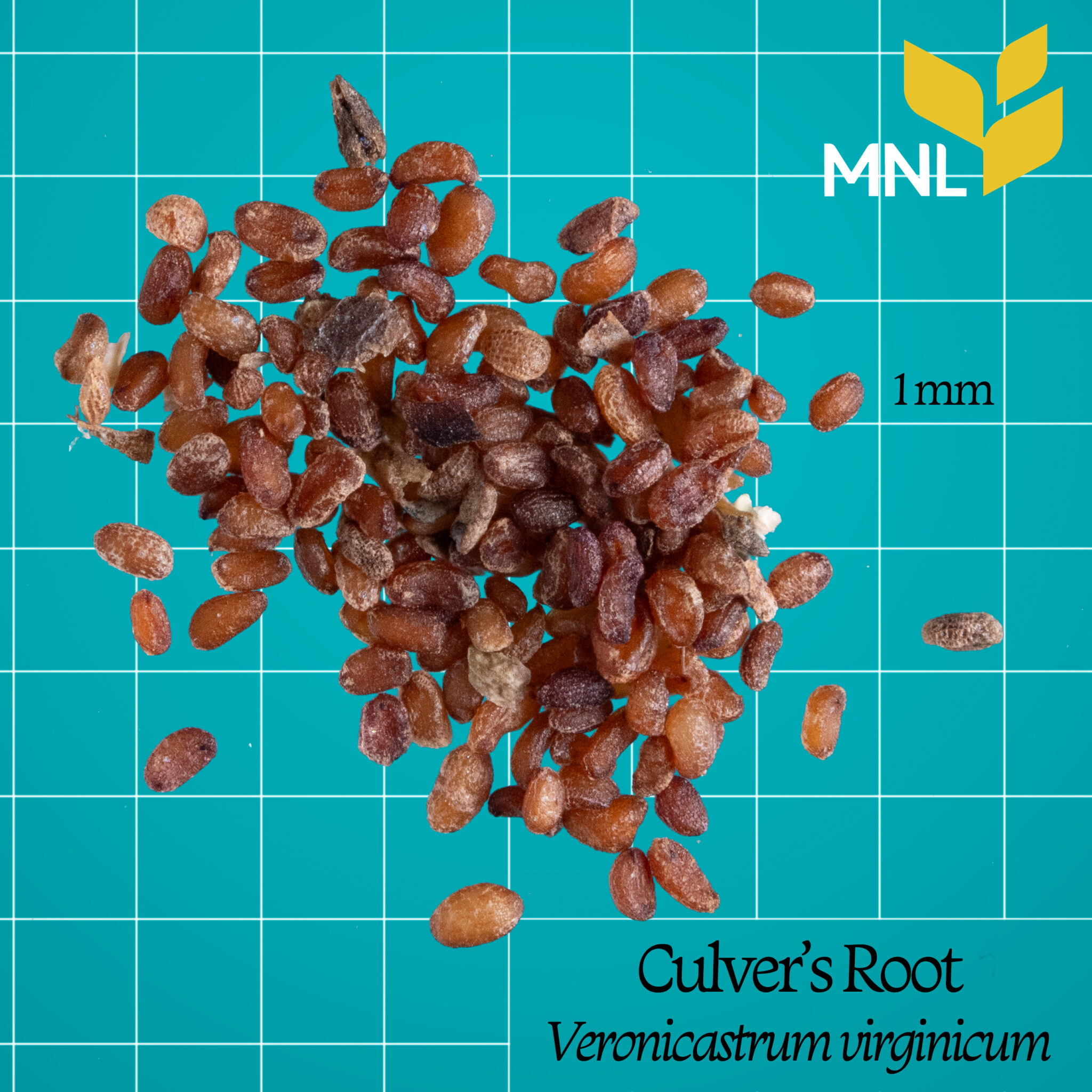 Culver’s Root (Veronicastrum virginicum) Six-Pack Plugs | Native ...