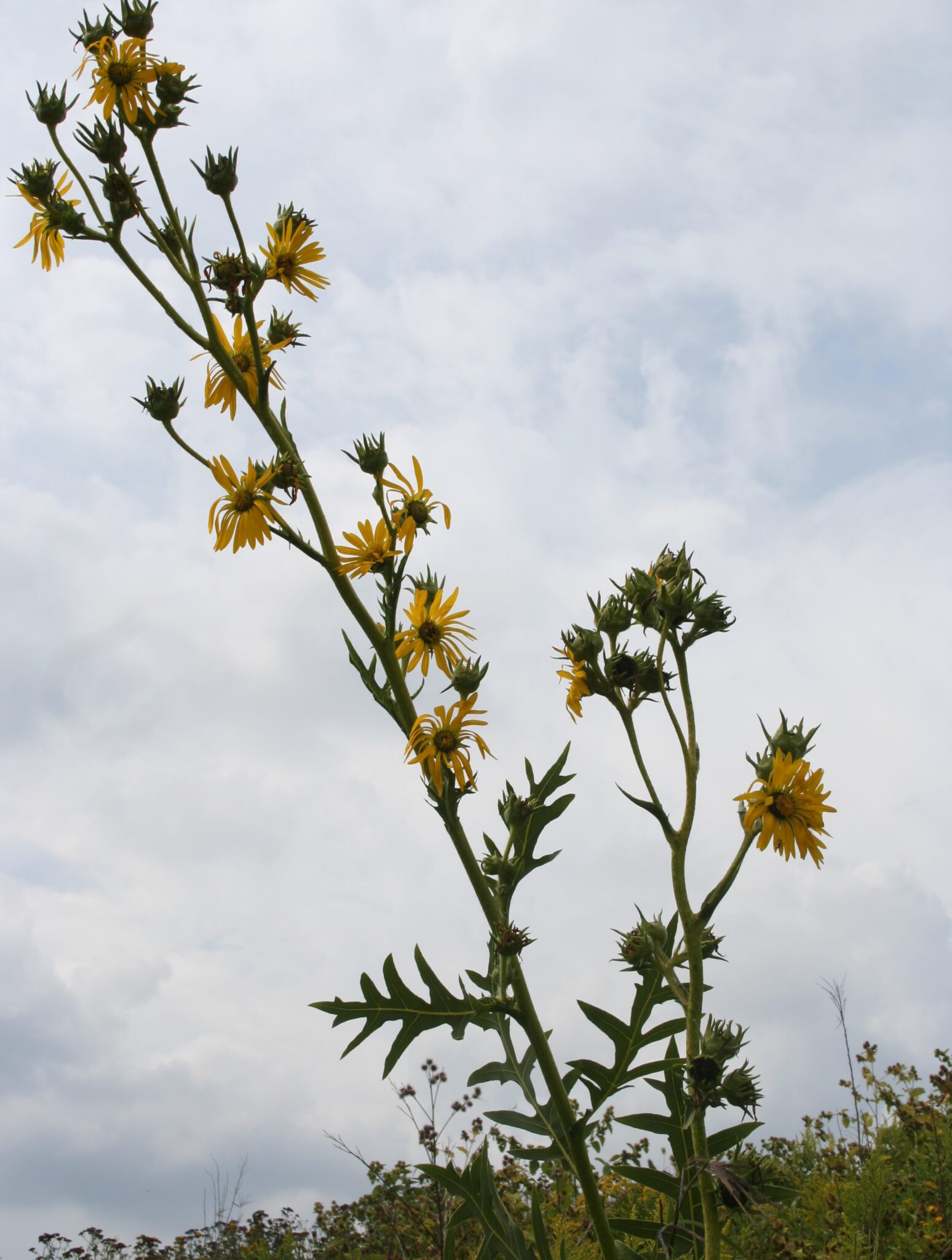 Compass Plant (Silphium laciniatum) – Native Perennial for Tall Garden ...