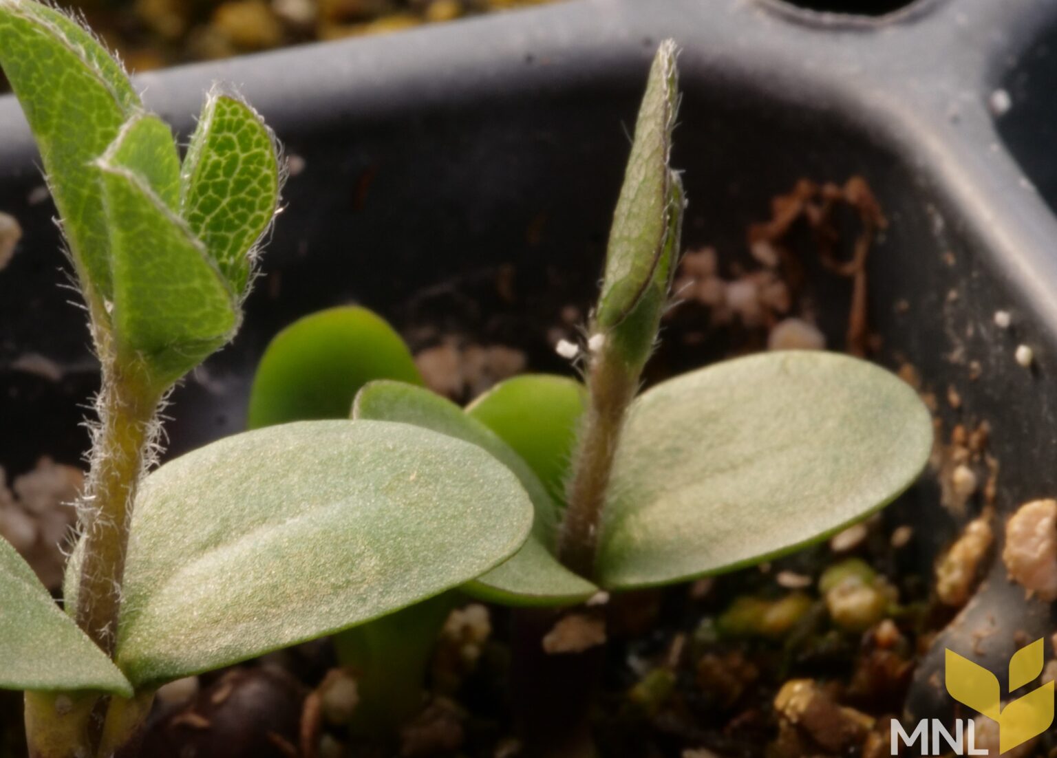 Cream Wild Indigo (Baptisia bracteata) Six-Pack | Early-Blooming Native ...