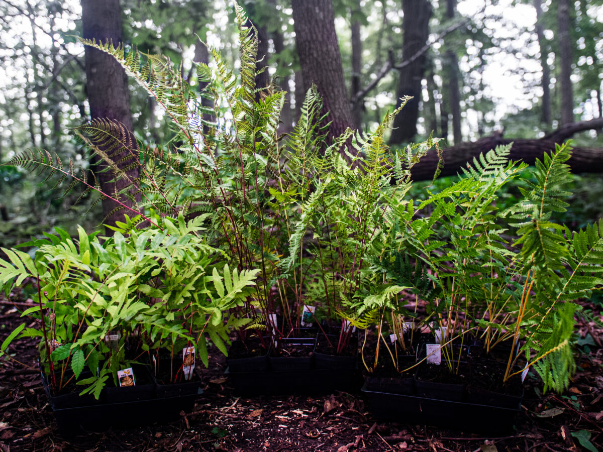 Native Fern Bundles