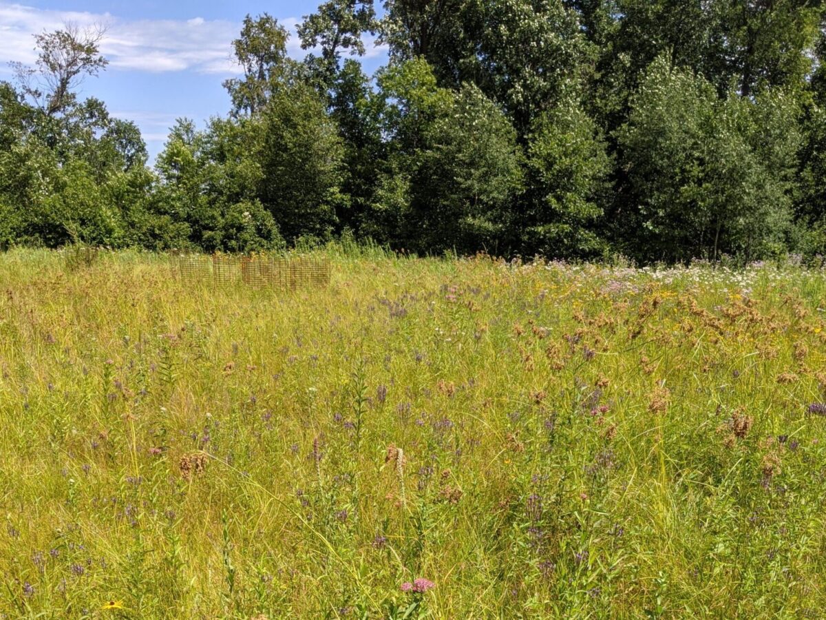 MNL | Wholesale Seed Mixes and Plants