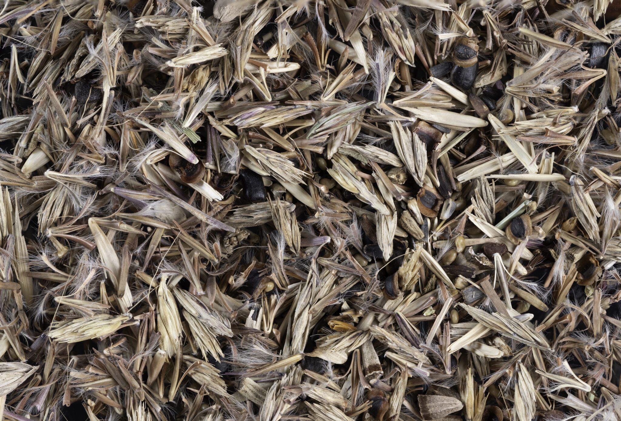 MNL Economy Backyard Prairie Mix