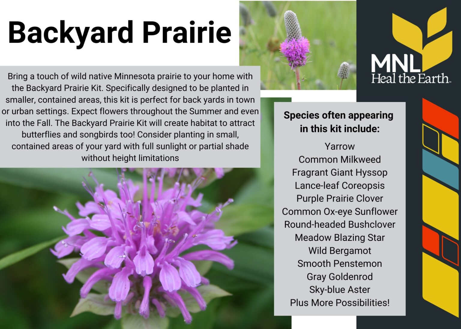 Backyard Prairie Kit – Native Minnesota Wildflowers for Pollinators